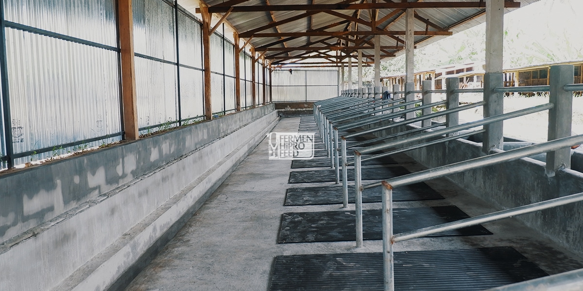 Cara Membuat Desain Kandang Sapi Potong yang Ideal - Fermenfeed