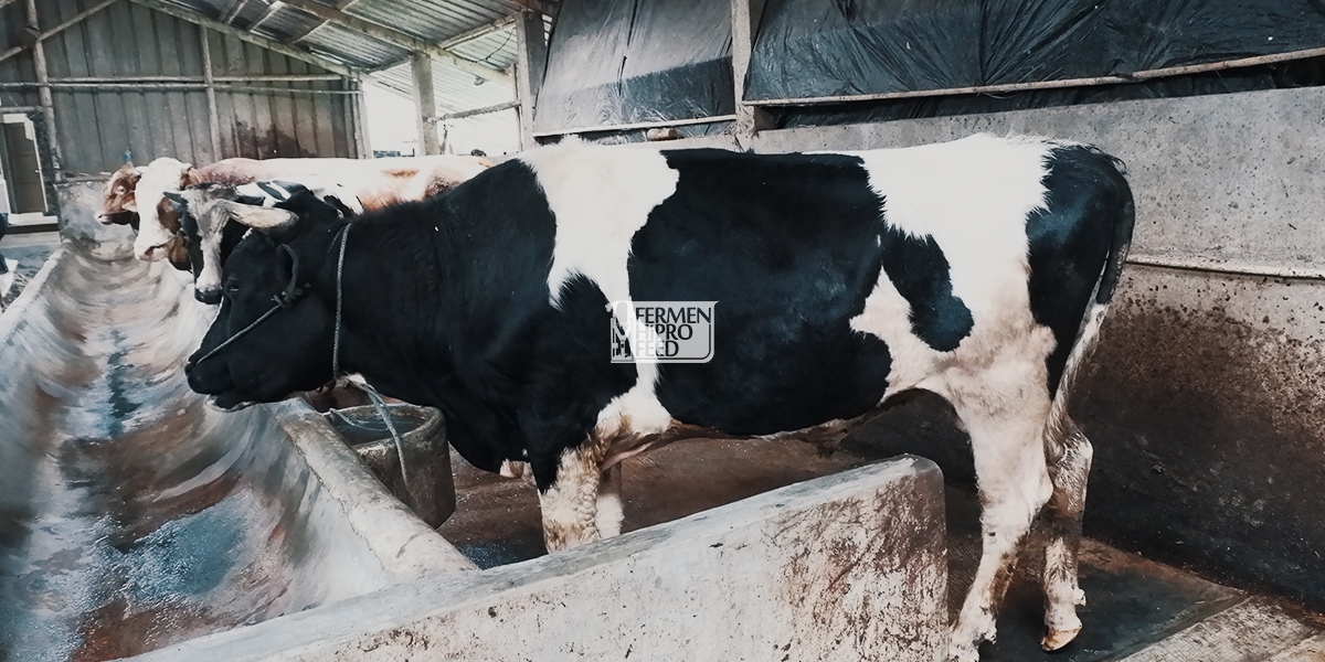 Penyakit Pada Sapi Potong, Gejala Klinis & Pencegahannya