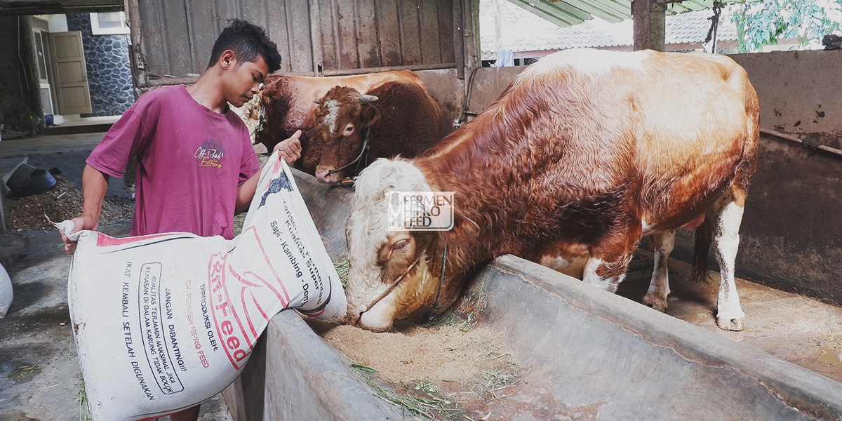 Apa itu Ternak Ruminansia & Bagaimana Budidayanya?