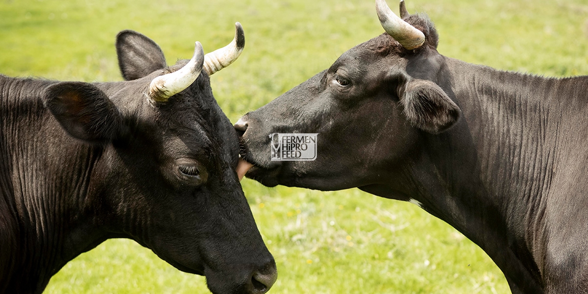 Mengenal Siklus Birahi Sapi, Tanda & Cara Mempercepatnya