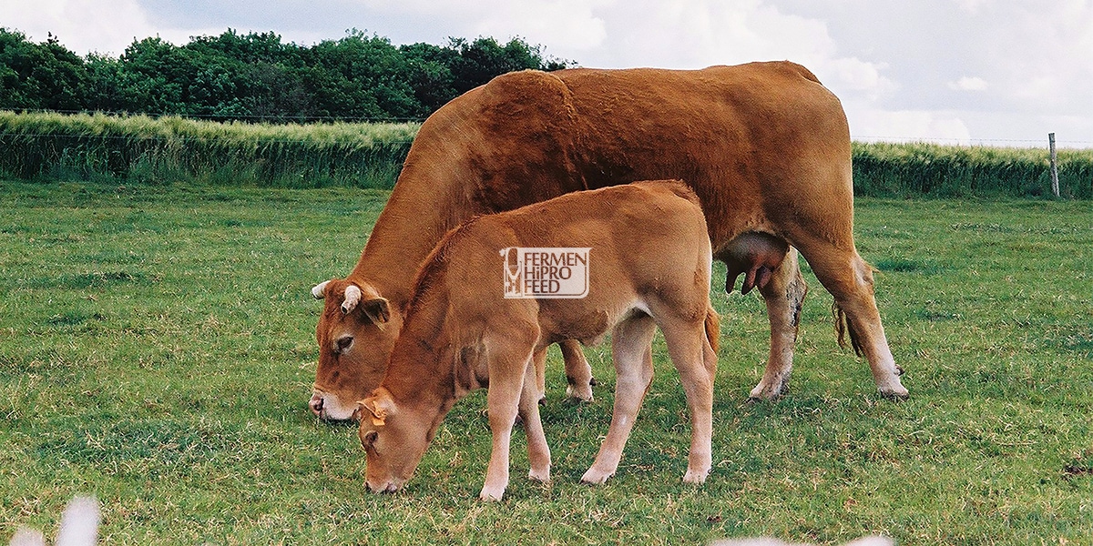 4 Tips Memilih Bibit Sapi Unggulan yang Tepat - Fermenfeed