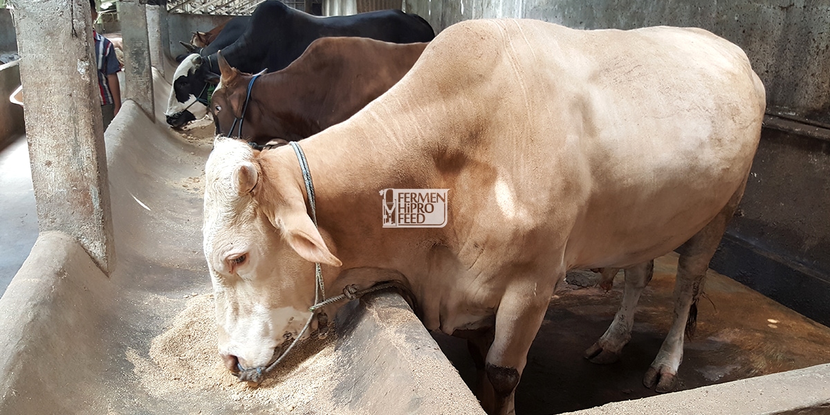 Ciri-ciri Konsentrat Sapi Yang Bagus dan Berkualitas - Fermenfeed