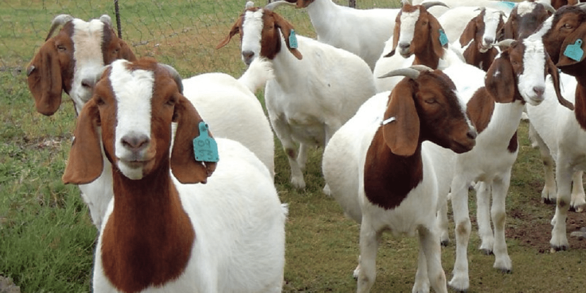 Jenis Kambing Pedaging Unggulan, Bikin Cepat Kaya