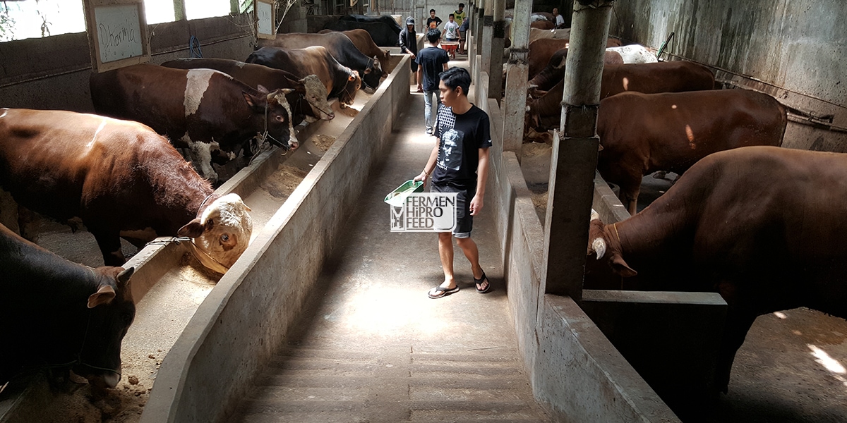 Mengenal Istilah-istilah Dalam Peternakan Ruminansia